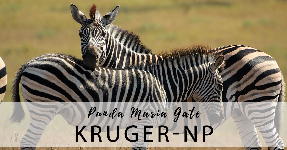 Kruger Nationalpark - Safari & Punda Maria Gate (Südafrika)