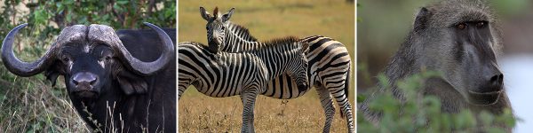 Kruger National Park - Safari & Punda Maria Gate