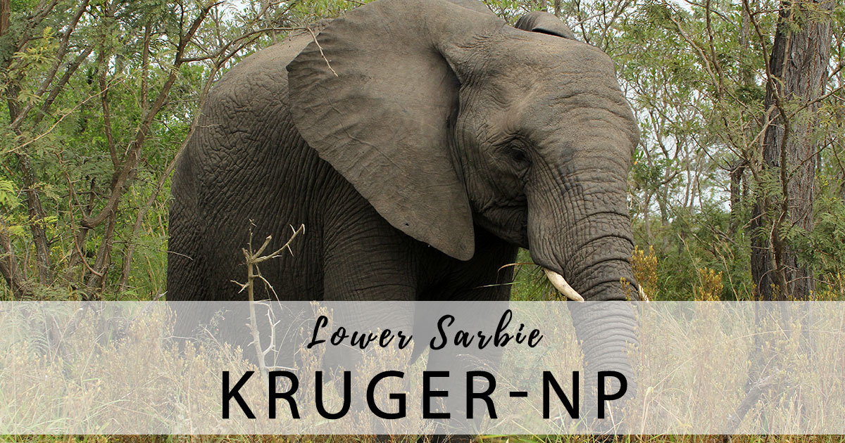 Kruger Nationalpark - Safari & Lower Sabie Restcamp
