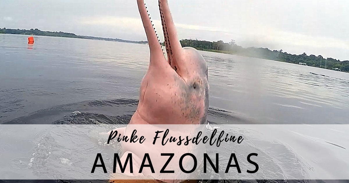 Amazon River - The pink river dolphins "Botos" (Brazil)