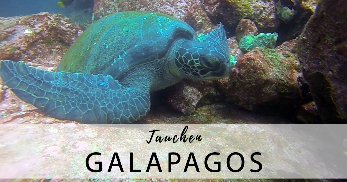 Santa Cruz - Diving at The Gordon Rocks (Galapagos Islands)