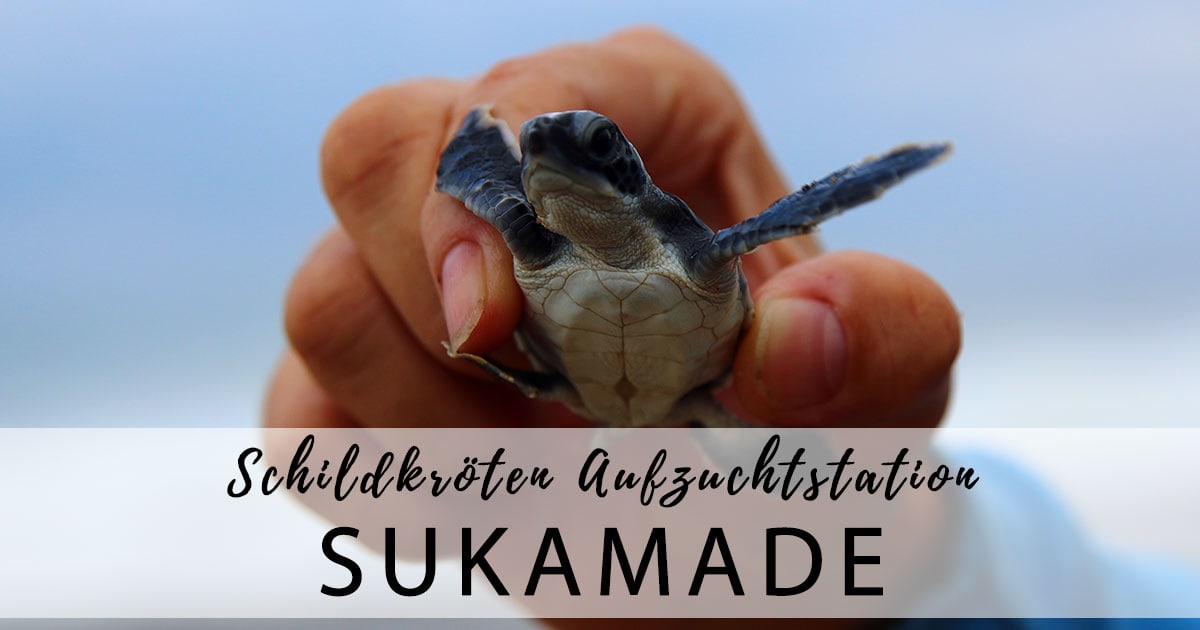 Java - The Turtle Breeding Station in Sukamade (Indonesia)