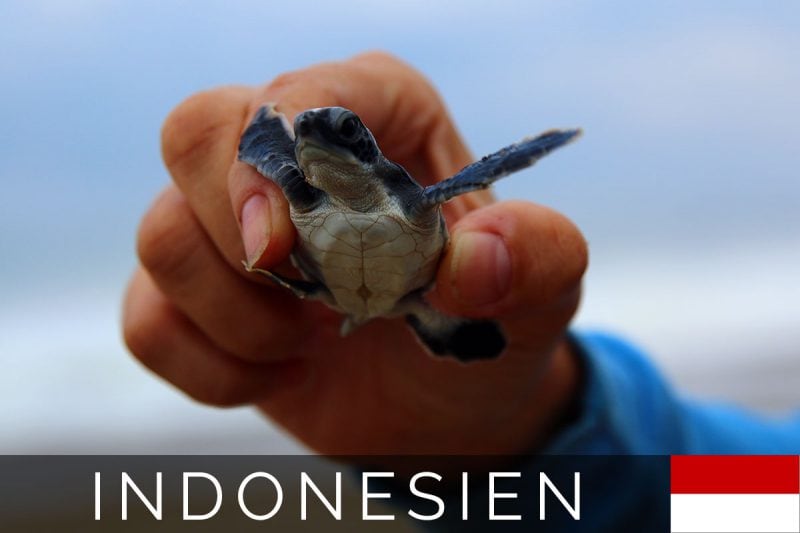 Molinere Bay - Tauchen am Unterwasser-Skulpturenpark (Grenada)
