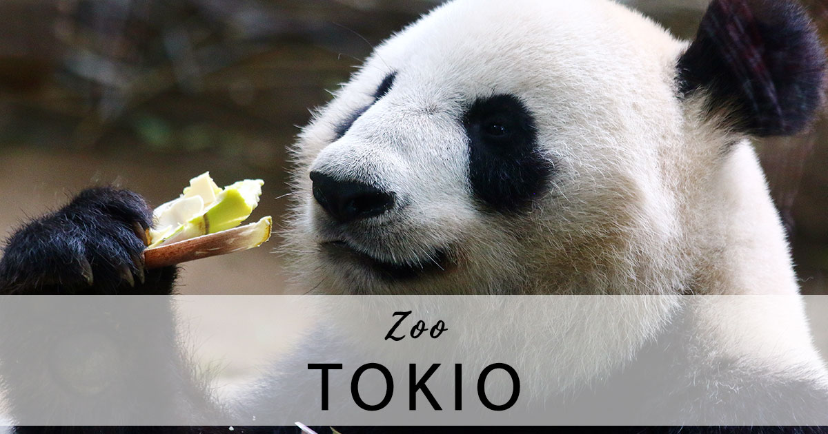 Tokyo - The Pandas & Sea Lions at Ueno Zoo (Japan)