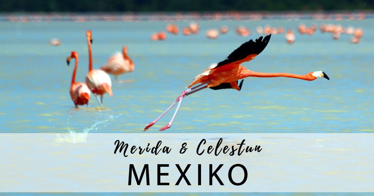 Die Stadt Merida & die Flamingos von Celestun (Mexiko)
