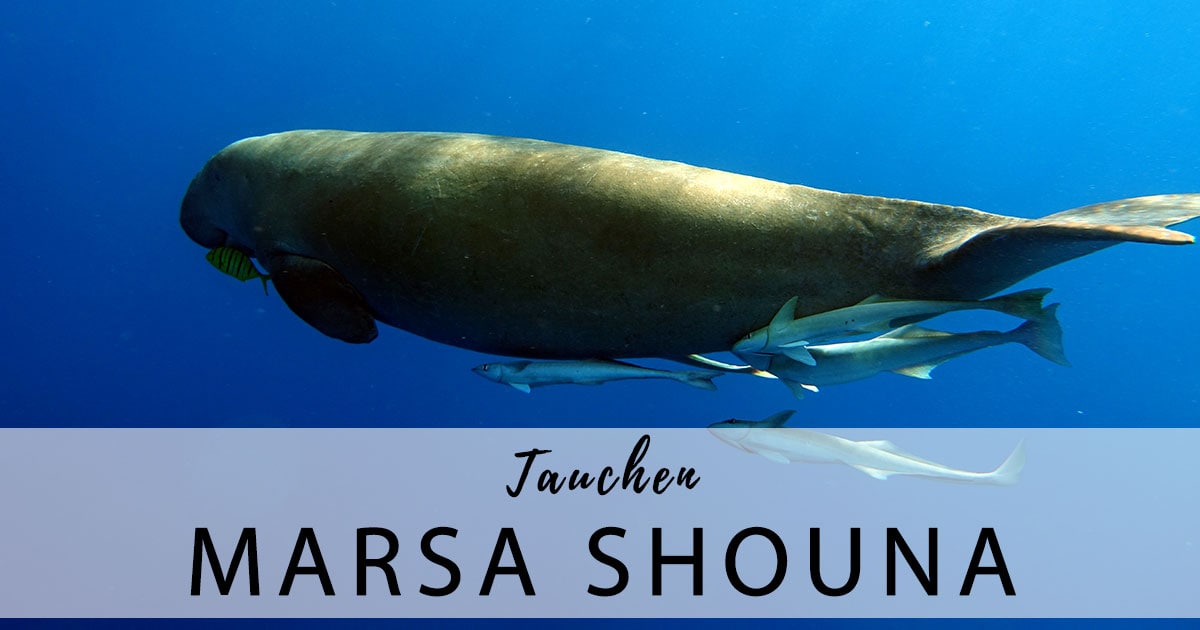 Marsa Alam - Diving in Marsa Shouna & Umm El Ros (Egypt)