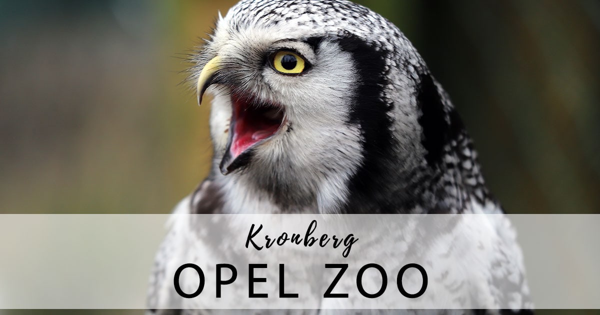 The Opel-Zoo - A visit of the Zoological Garden in Kronberg (Germany)
