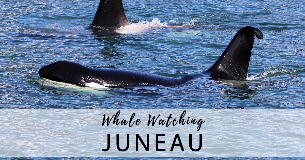 Juneau - Orcas and humpback whales at Whale Watching (USA)