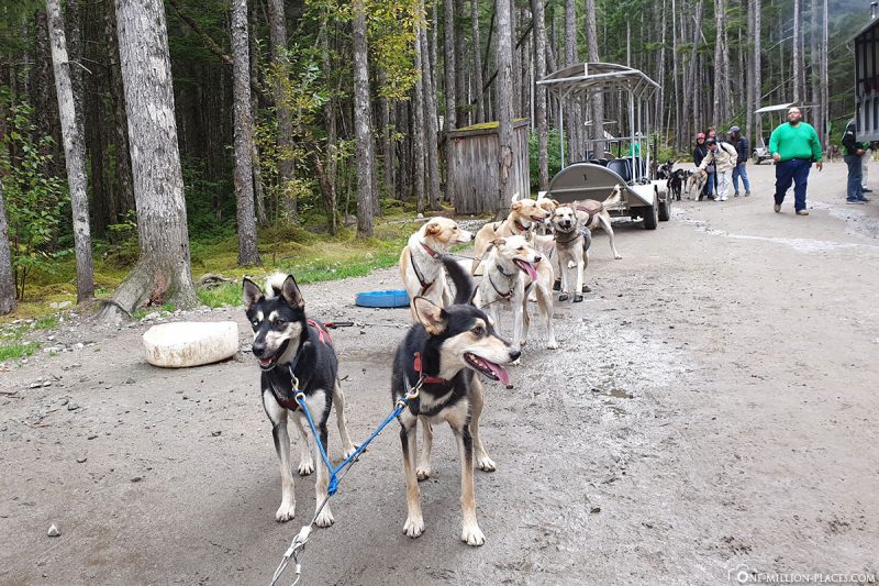 Skagway - Musher's Camp & Dog Sled Adventure (USA)