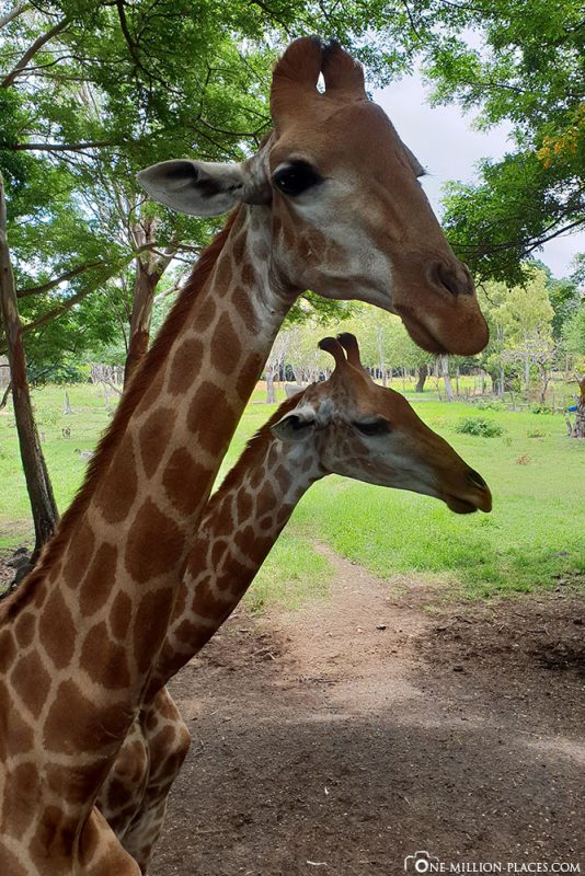 Der Casela Tierpark - World of Adventures (Reisebericht Mauritius)
