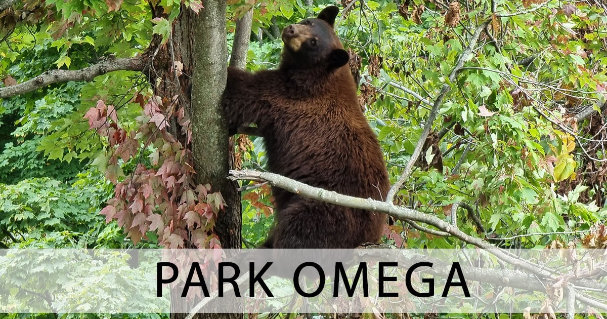 The Parc Omega - A Drive-Through Safari in Canada