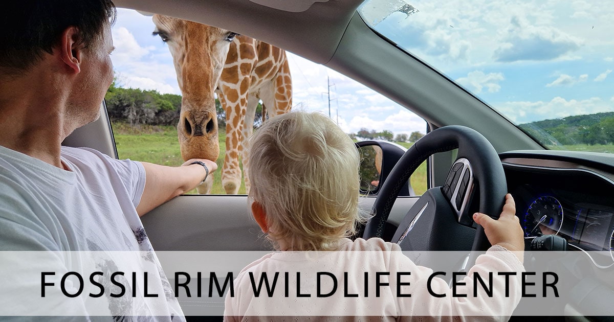 Fossil Rim Wildlife Center - Safari mit Giraffen in Texas