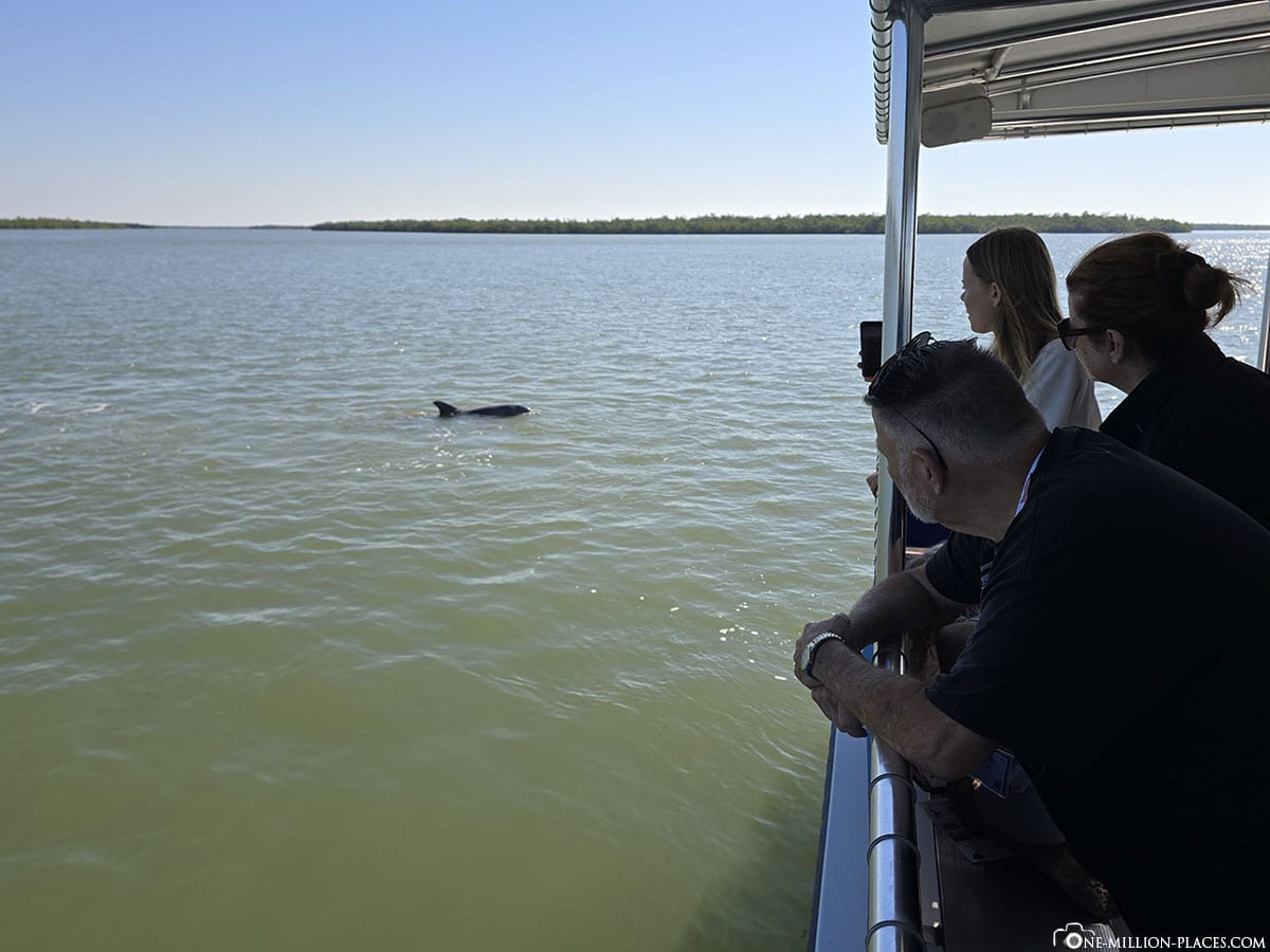 Marco Island - Dolphins & Seashell Tour with Dolphin Explorer