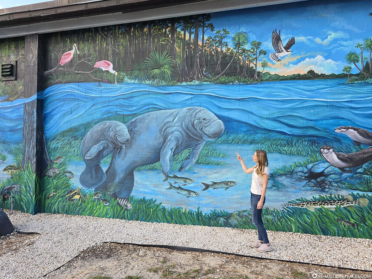 Crystal River, Florida: Manatees erleben & die schönsten Spots